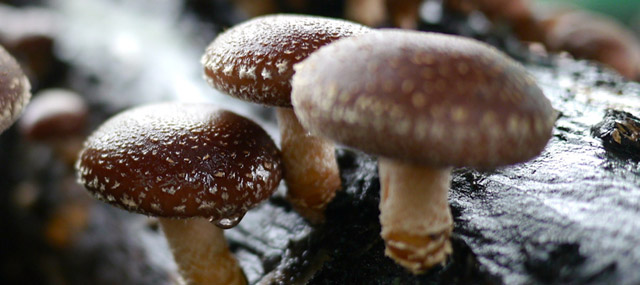 SHIITAKE: proprietá e benefici, dosi e posologia, controindicazioni
