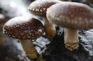 SHIITAKE: proprietá e benefici, dosi e posologia, controindicazioni