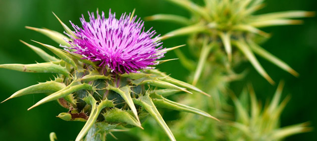 CARDO MARIANO (ricco di silimarina): proprietá, benefici, dosi