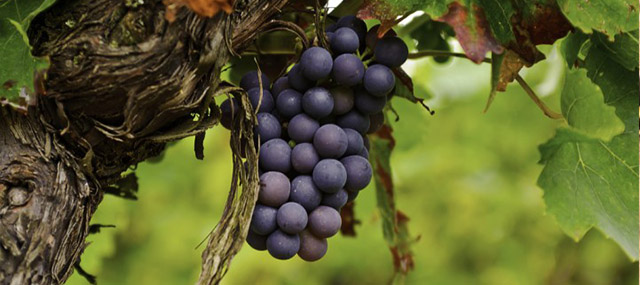 Uva (Vitis Vinifera), ricca di resveratrolo e di oligomeri procianidolici